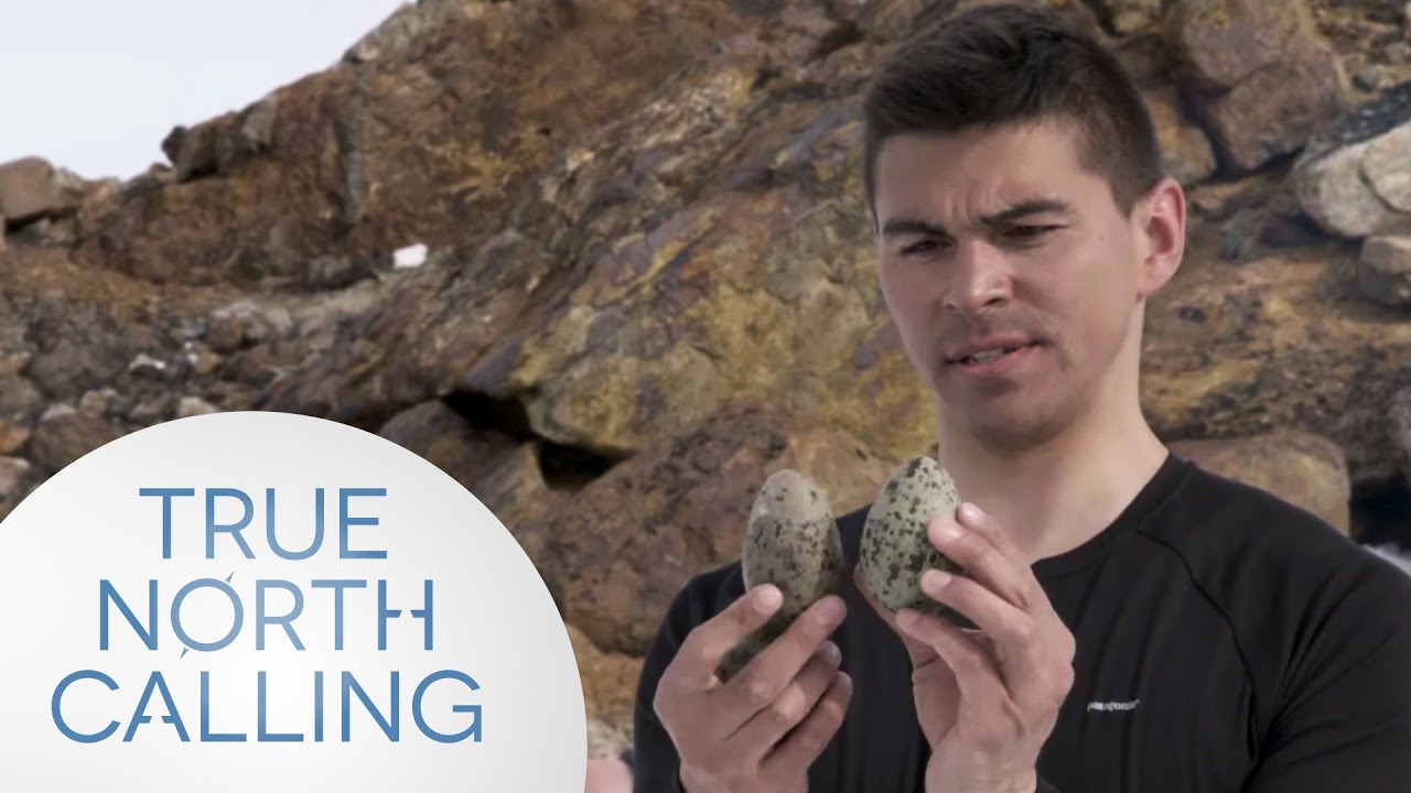 Seagull Egg & Caribou Lunch | True North Calling - YouTube