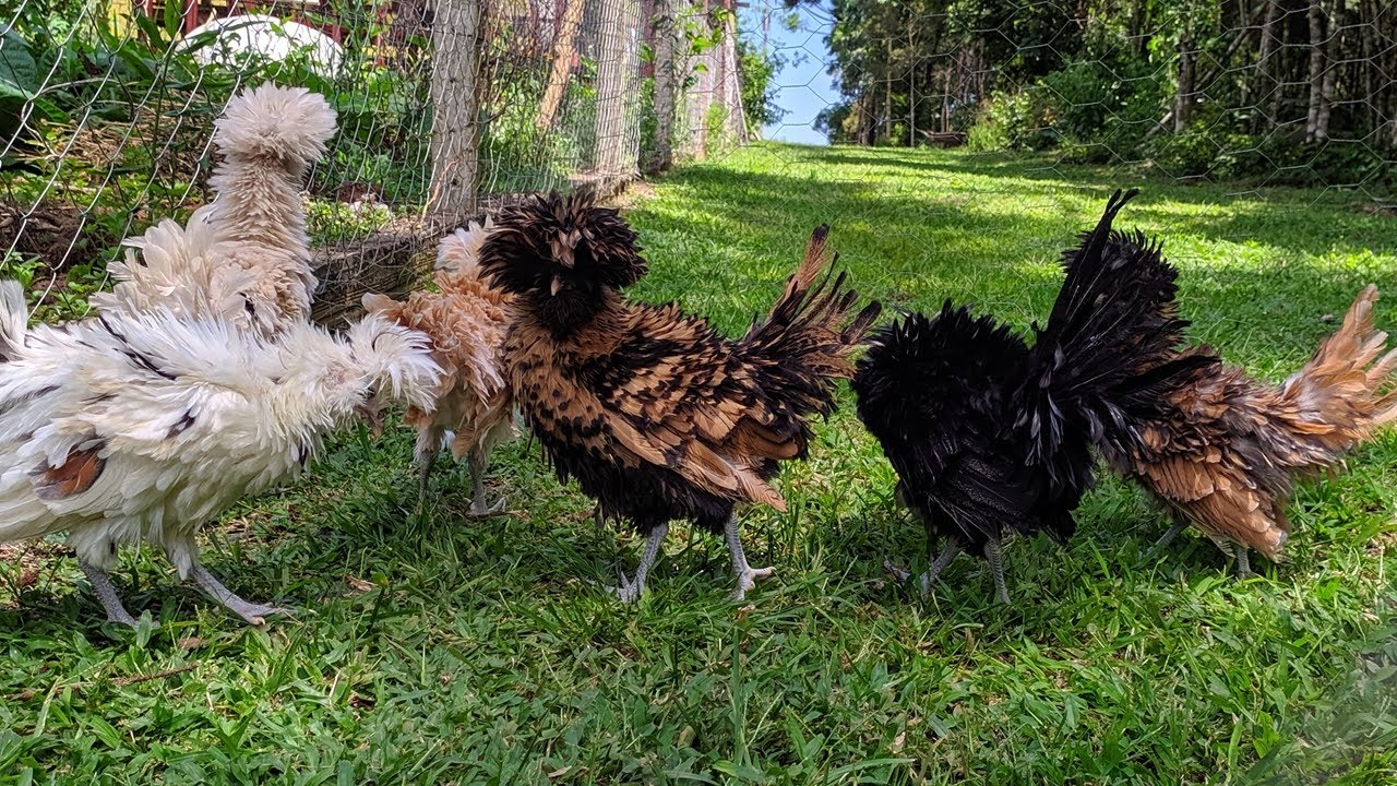 NOSSAS GALINHAS POLONESAS FRISADAS - YouTube