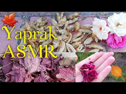 Kurumuş Yaprak ASMR | Türkiye'de İlk | Gül, Yaprak | Rahatlatıcı videolar | ASMR | Dry Leaf