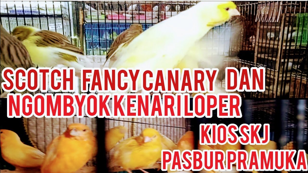 scotch fancy canary dan ngombyok kenari loper!! kios skj pasar burung ...