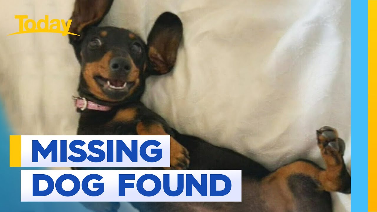 Missing sausage dog Valerie found after 529 days at large | Today Show ...