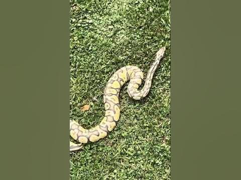 Letting my ball pythons roam the yard & stretch out #ballpython # ...