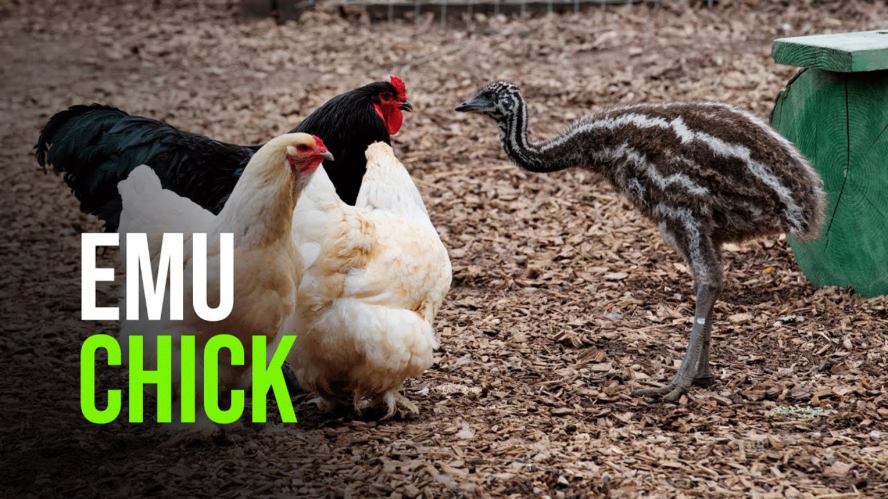 Fowl Play For Adopted Emu - YouTube