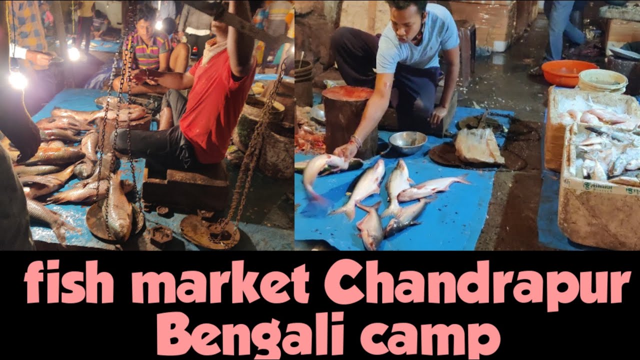 Fish Market | Bengali Camp Chandrapur | Ghumanewali - YouTube