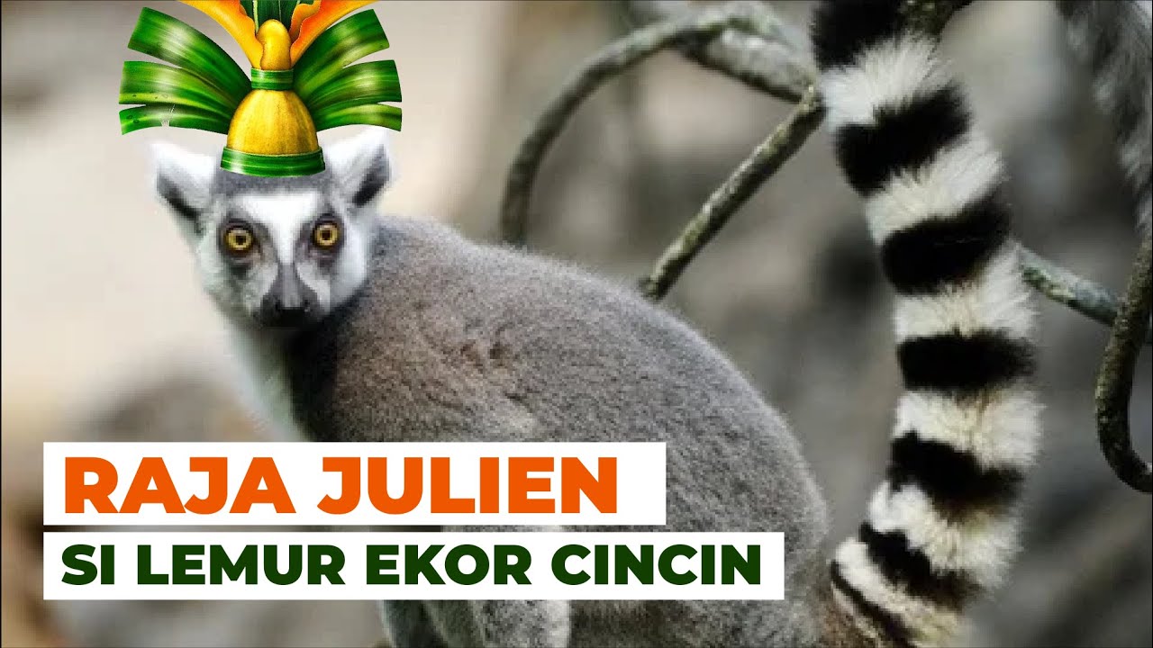 Kisah Raja Julien, Si Lemur Ekor Cincin #temansains - YouTube