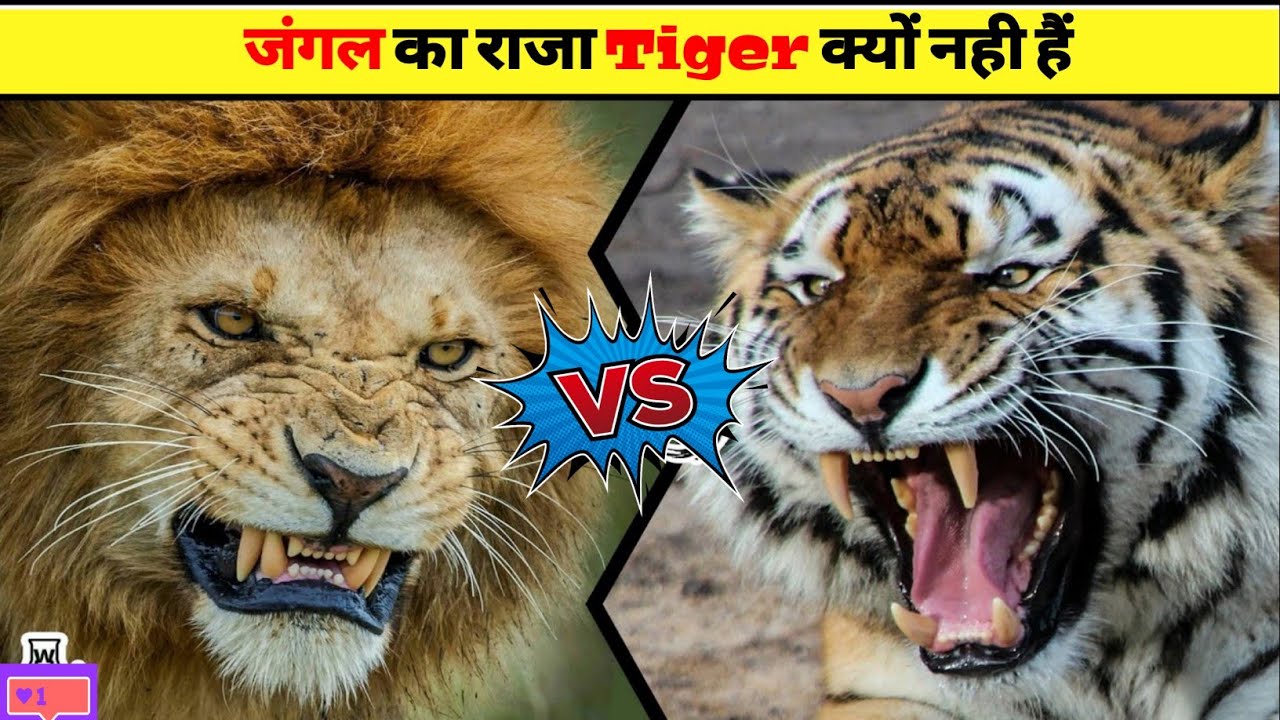 जंगल का राजा Tiger क्यों नहीं हैं | Why Tiger is Not 👑 King of Jungle 🔥 ...