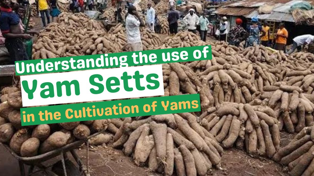UNDERSTANDING THE USE OF YAM SETTS IN CULTIVATING YAMS IN SACKS - YouTube