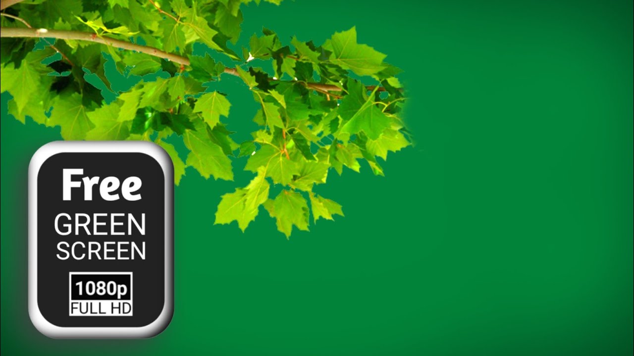 New green screen tree branch | tree green screen video | green screen ...