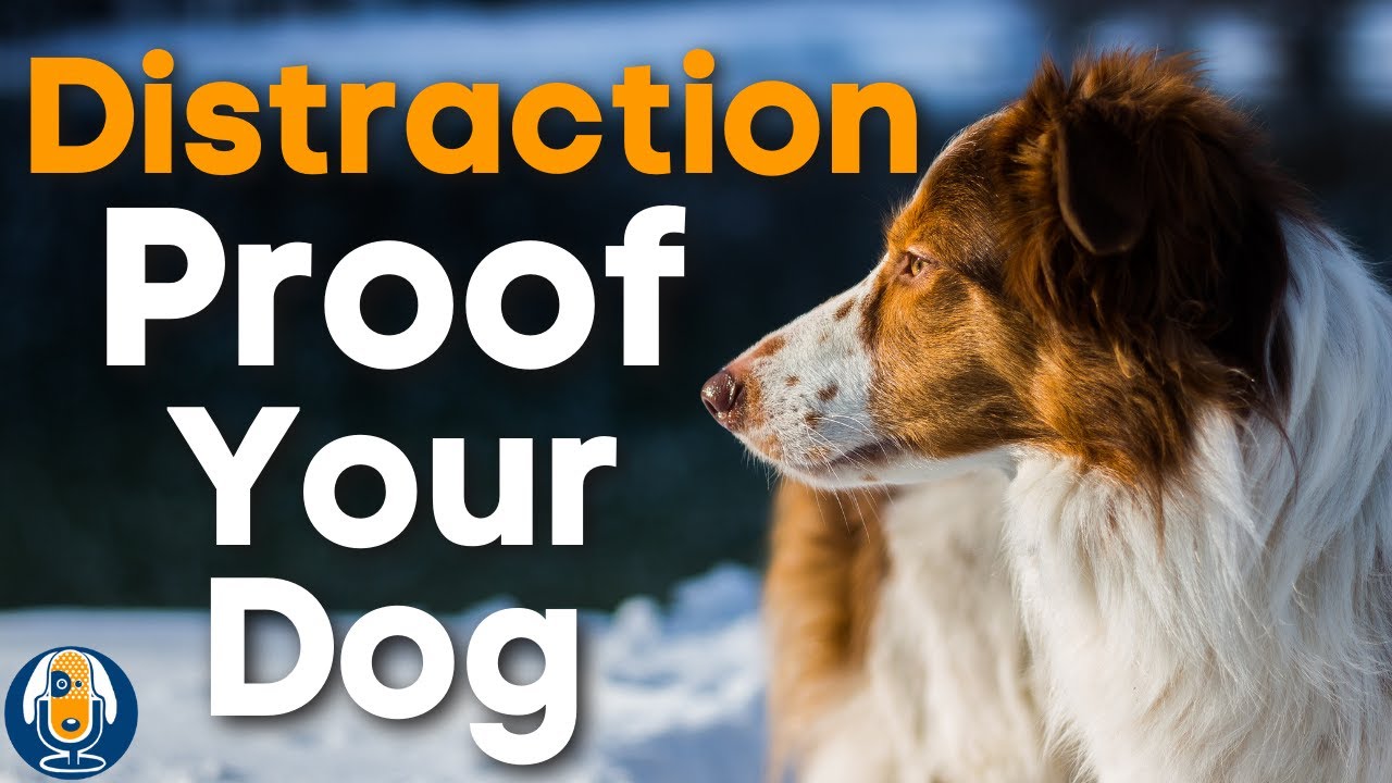 Your Dog Listening At A Distance Part 2: Critical Timing Of ...