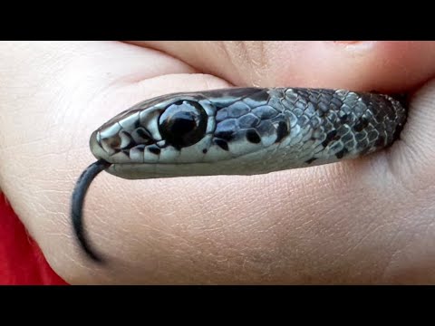 We found ALL of the Black Racers - YouTube