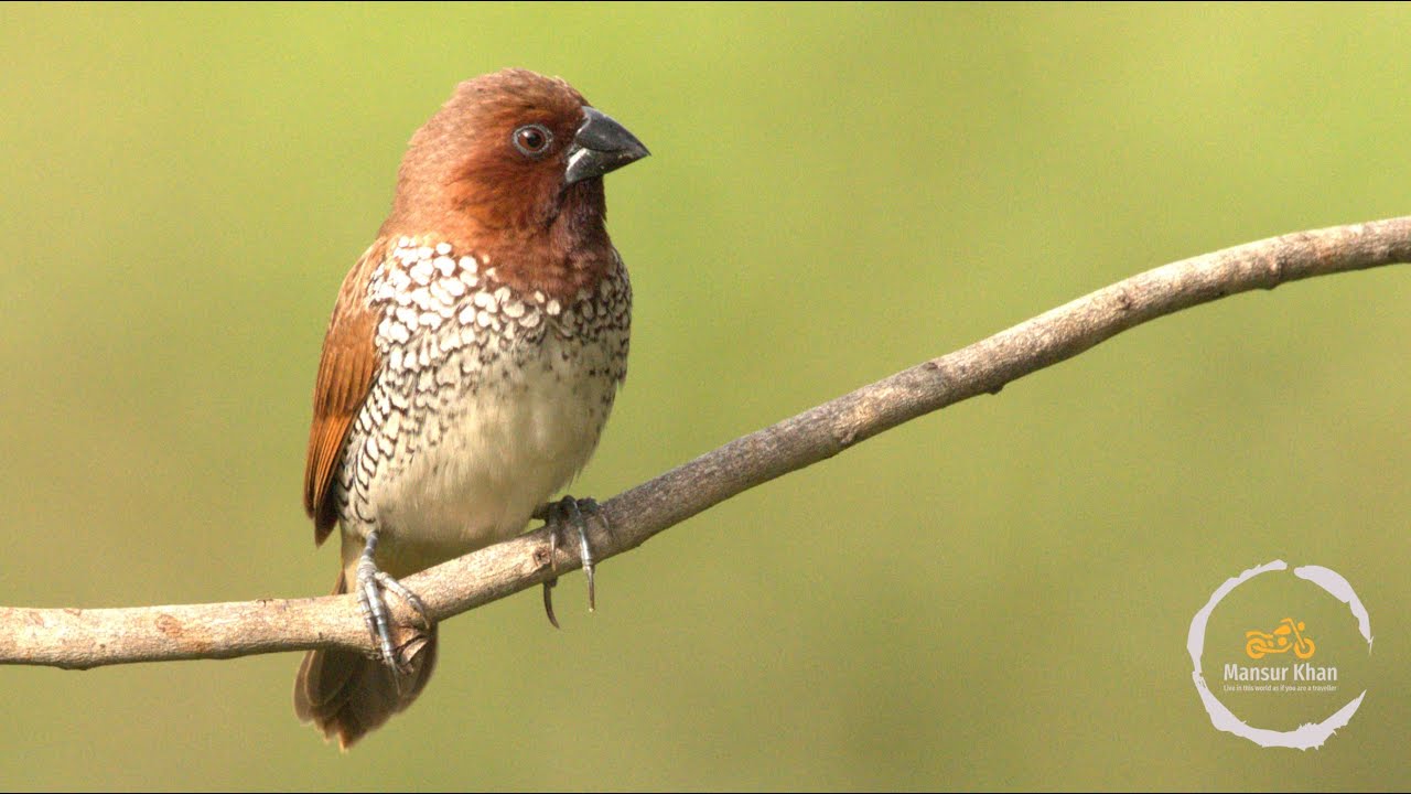 Scaly breasted Munia | scaly breasted munia - YouTube