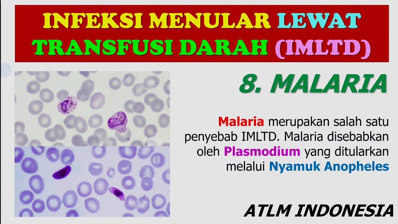 Infeksi Menular Lewat Transfusi Darah IMLTD Malaria | D3 Teknologi ...