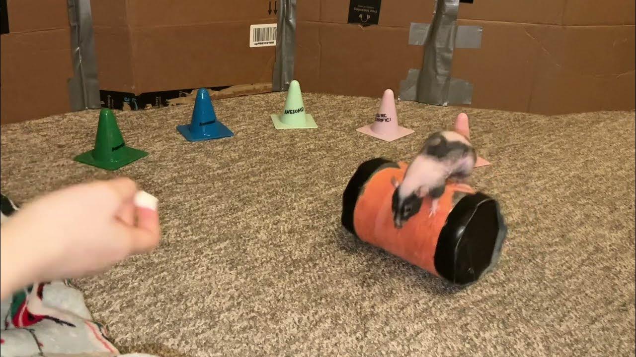 My pet rat Raisin practicing a trick combo of weaves + walking on a barrel! - YouTube