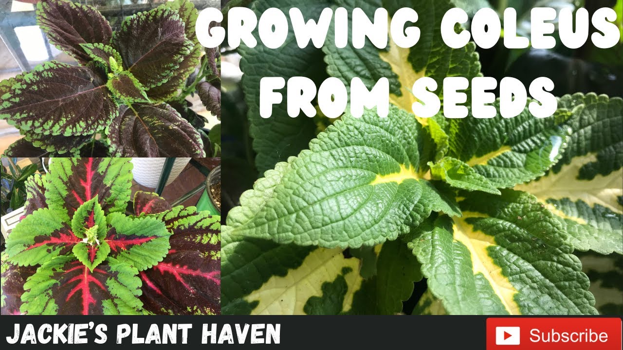 Growing Coleus From Seeds - YouTube
