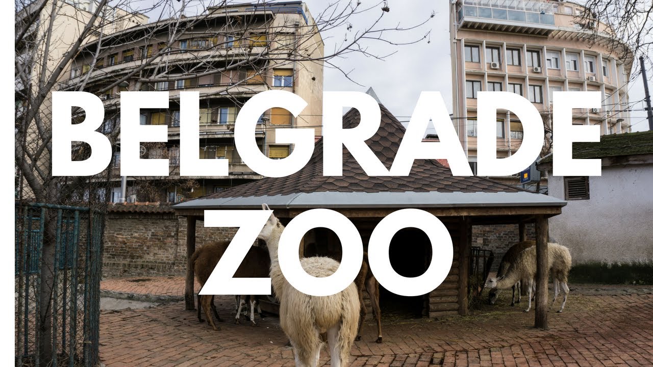 The Belgrade Zoo in Belgrade, Serbia - YouTube