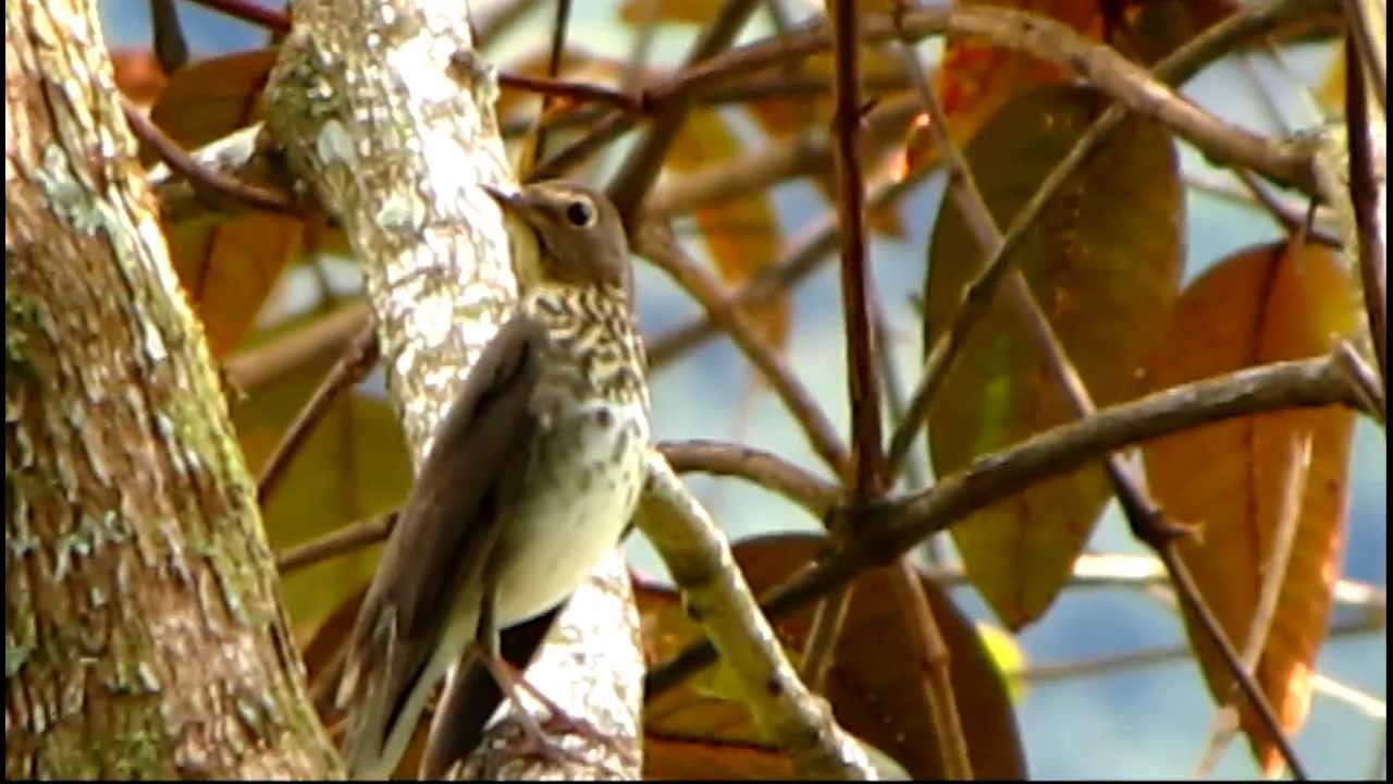 Slaty-backed Nightingale-thrush - Catharus fuscater - Bird migration ...