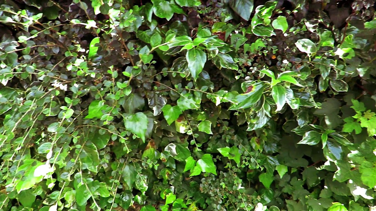 Walker st Crewe - YouTube