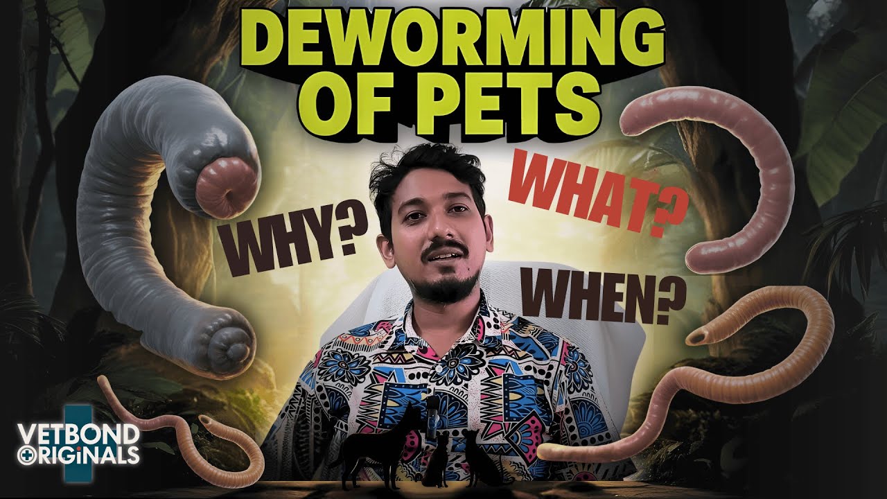 "Complete Deworming Guide for Pets | QnA- Dog & Cat Worm Treatment ...