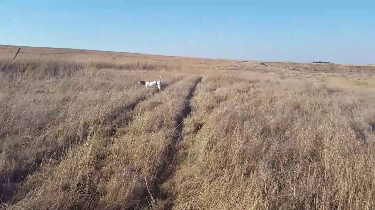 Bonnie - Johnny house quail - YouTube