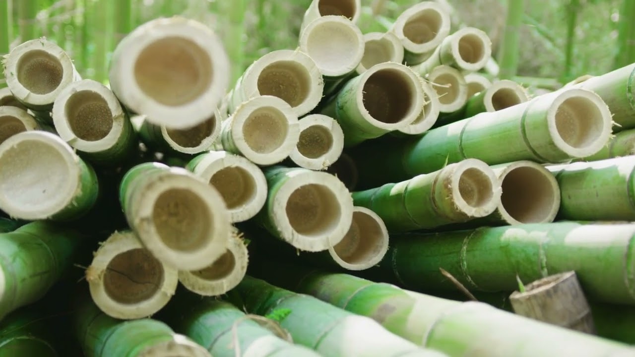 About Rizome Bamboo - YouTube