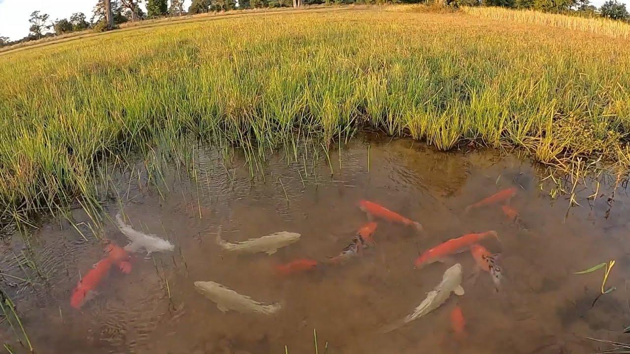 Amazing Unbelievable This Lake Found KOI Catching Gold Japan KOI Oranda ...