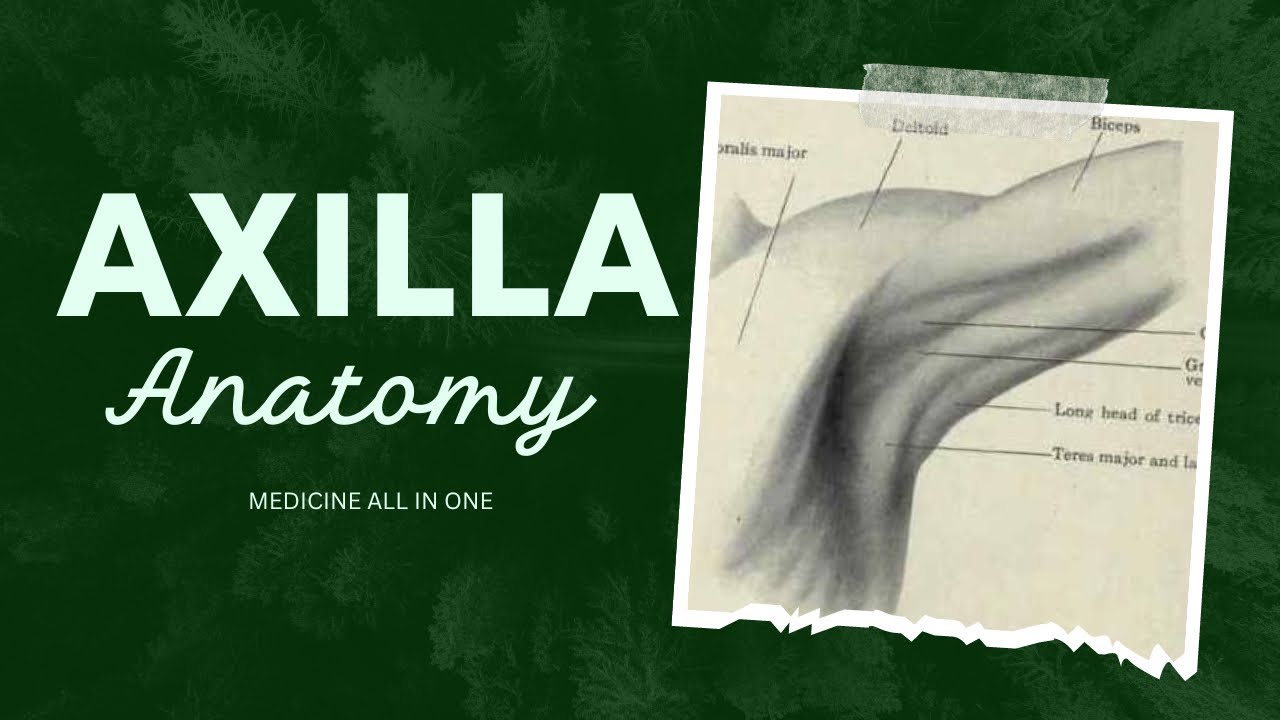 Anatomy of Axilla-Axilla part 1|Clinical Anatomy|Easy to learn with ...