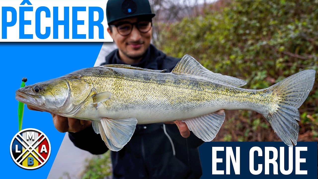 Pêcher Ses Premiers Sandres Facilement En Crue Pêche Au Leurre