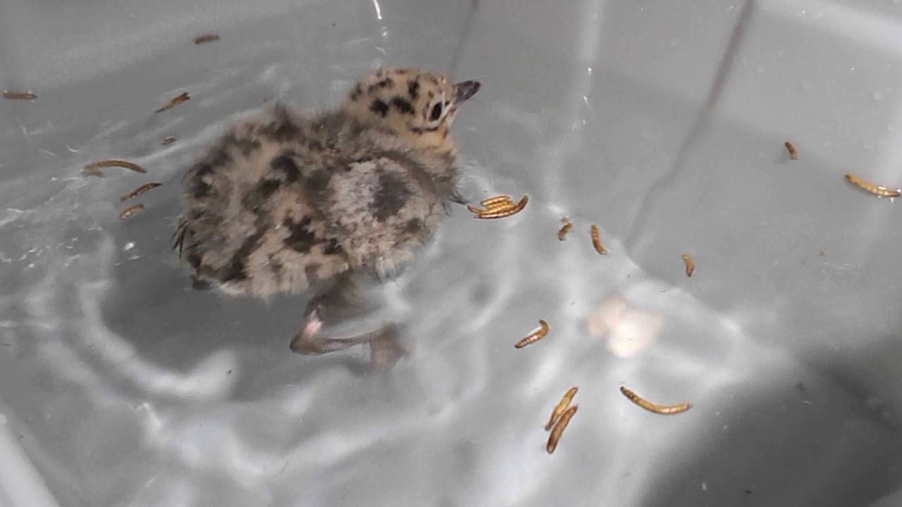 Baby Seagull Rescue - First swimming (Day 10) - YouTube