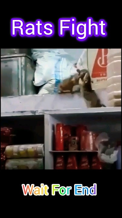 WWE||Rats Fight|| #youtubeshorts #shortvideos #shorts#viral#popular#fight - YouTube