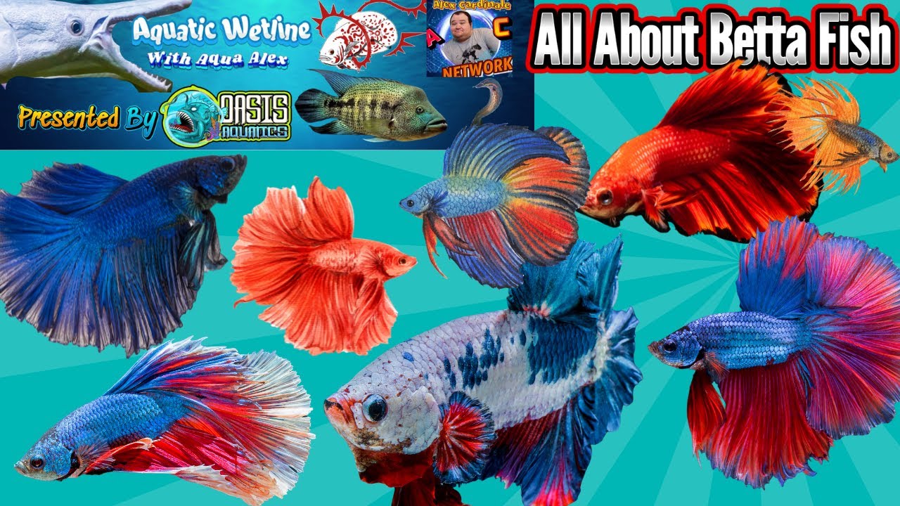 Aquatic Wetline W/ Aqua Alex: All About Betta Fish - YouTube