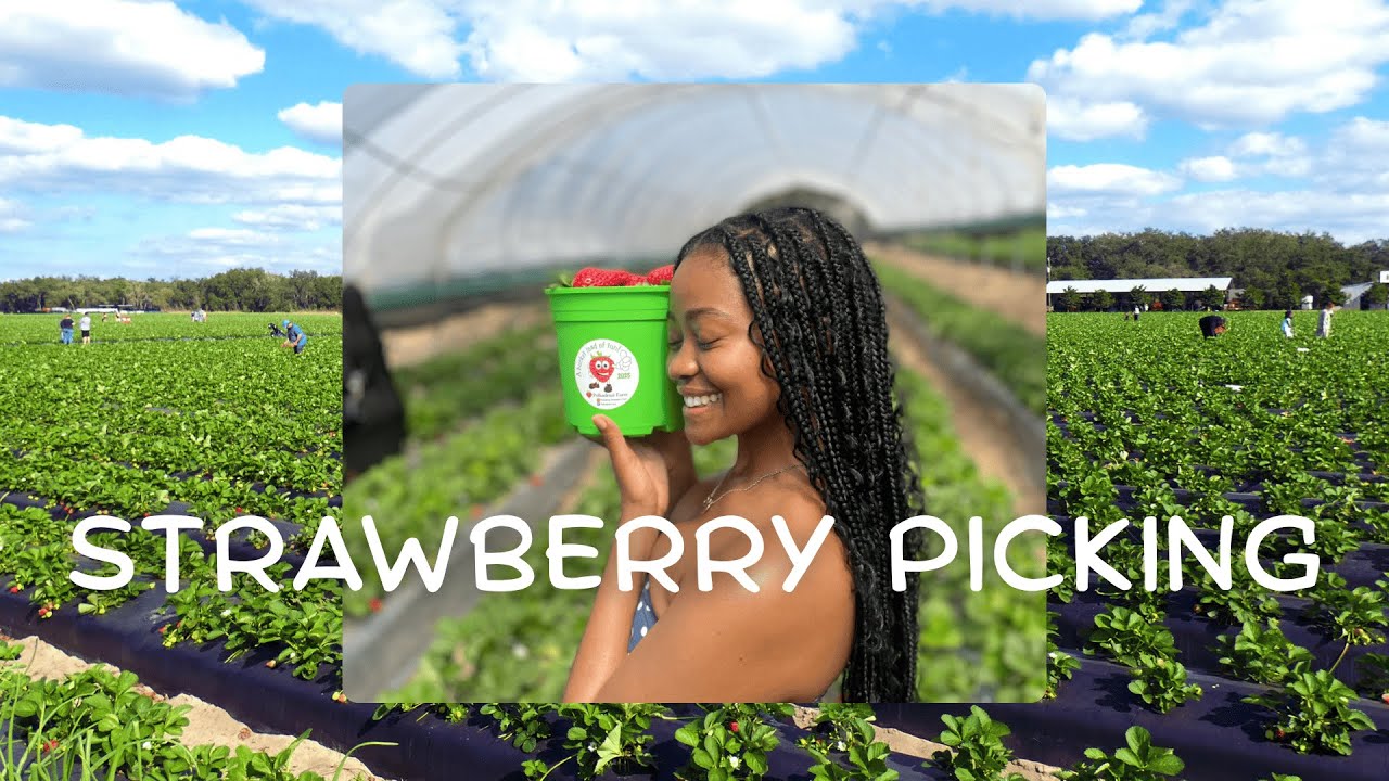 STRAWBERRY PICKING IN CAPE TOWN (POLKADRAAI) - YouTube
