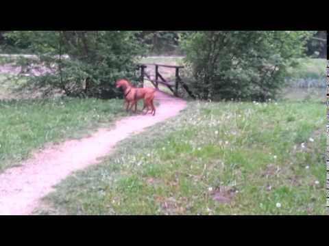 Panda Hunor Tamási HAPPY - YouTube