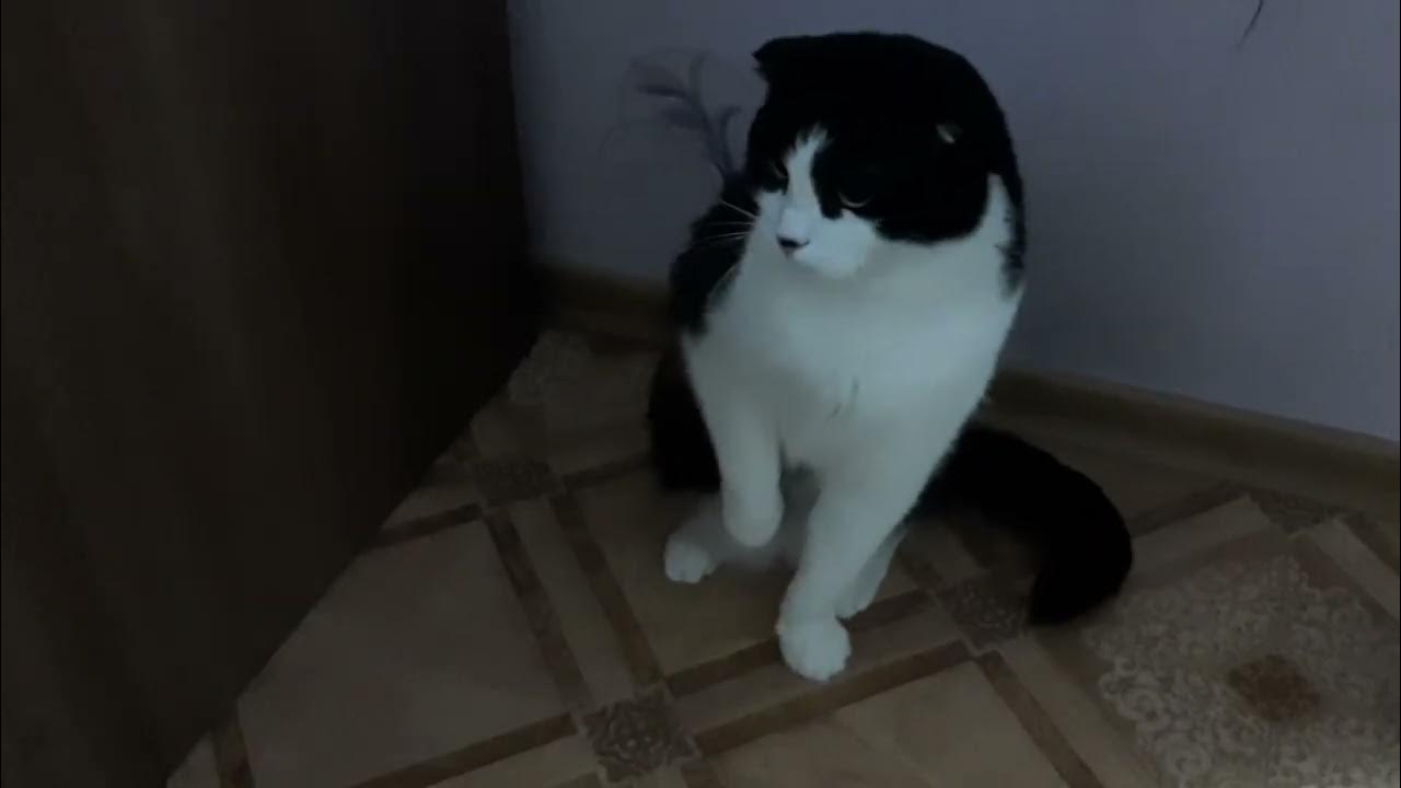 Котик, дай лапку! - YouTube