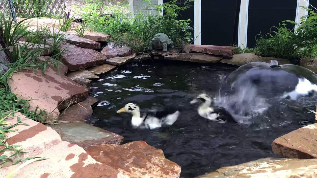 Ducklings are 1 month old today. - YouTube