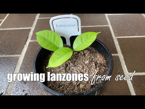 Growing Lanzones from Seeds - YouTube