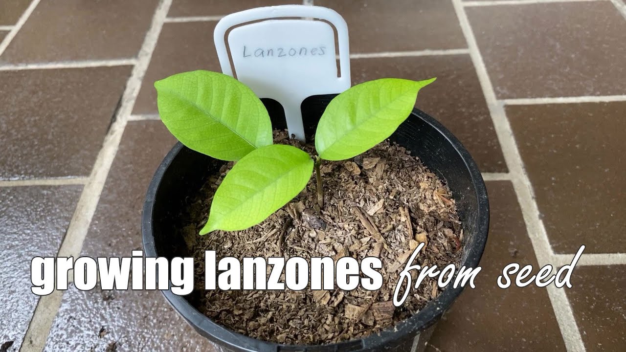 Growing Lanzones from Seeds - YouTube
