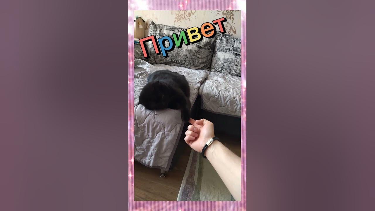 Супер кошка. Привет.Юмор - YouTube