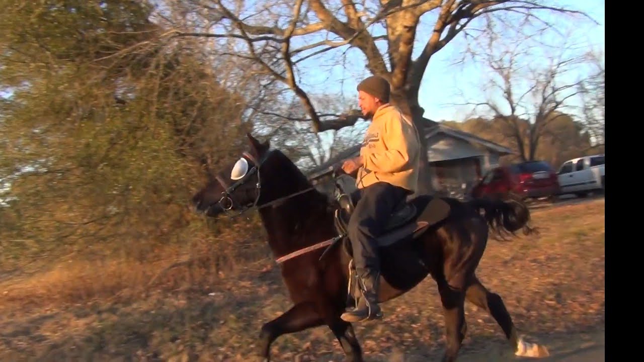 Black Singlefoot Standardbred of Dekalb Texas - YouTube
