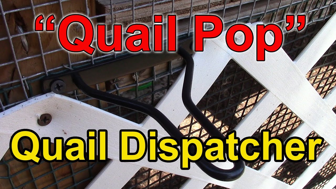 "Quail Pop" Quail Dispatcher - YouTube
