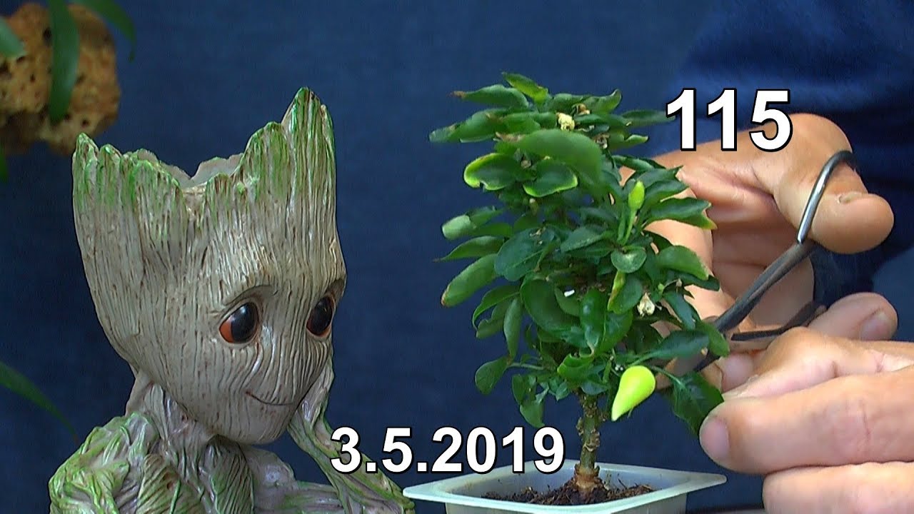 Groot Pflanztopf bekommt einen Bonsai auf den Kopf und paar Updates der ...