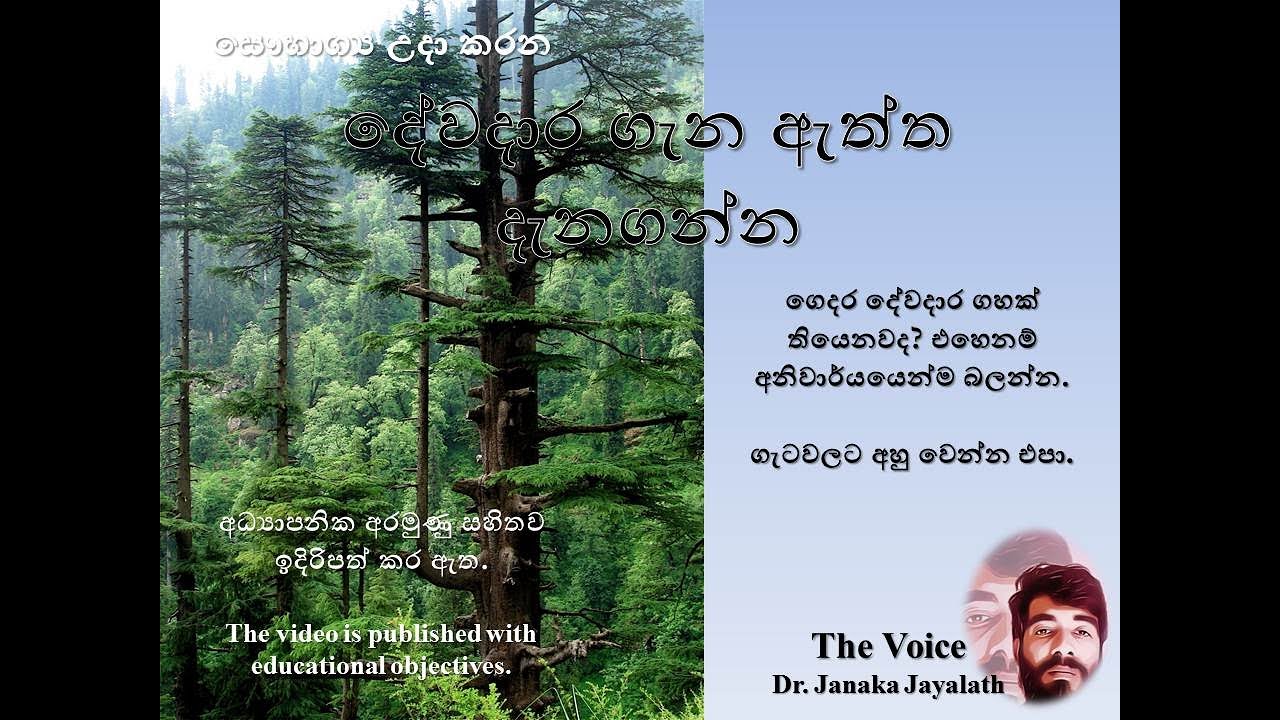 දේවදාර ගැන ඇත්ත දැනගන්න. ගෙදර දේවදාර ගහක් තියෙනවනම් අනිවාර්යයෙන් බලන්න ...