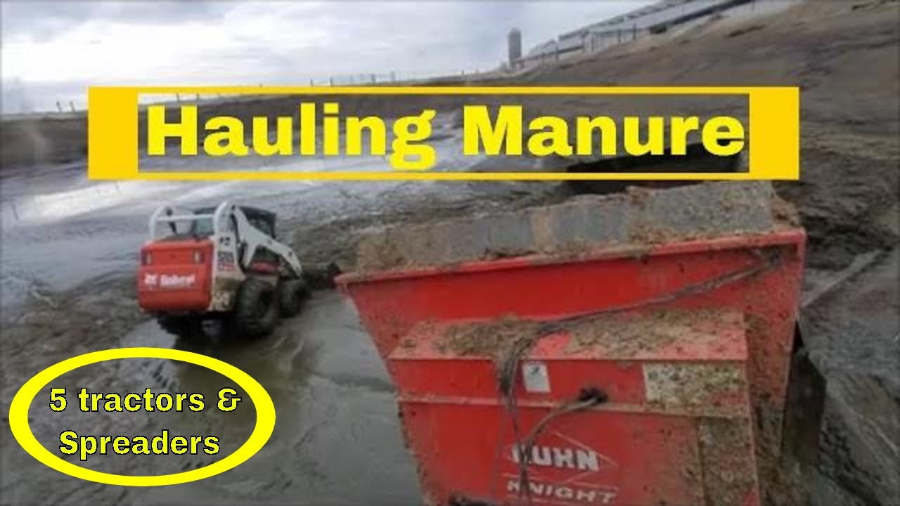 Hauling Manure with 5 Manure Spreaders - YouTube