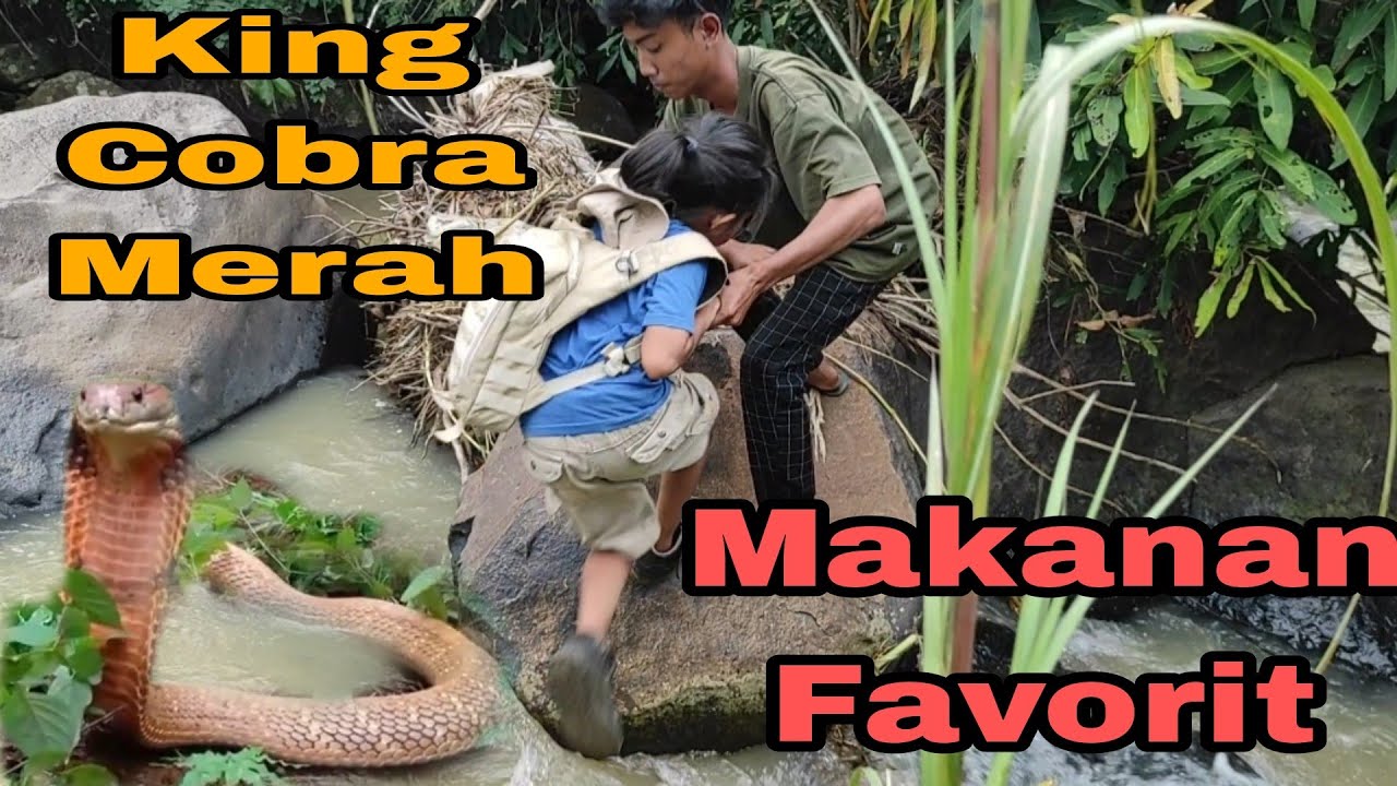 MENCARI MAKANAN FAVORIT KING'COBRA MERAH - YouTube