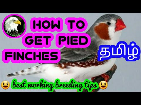 how to get pied finches (best breeding tips) | tamil | more about pets ...