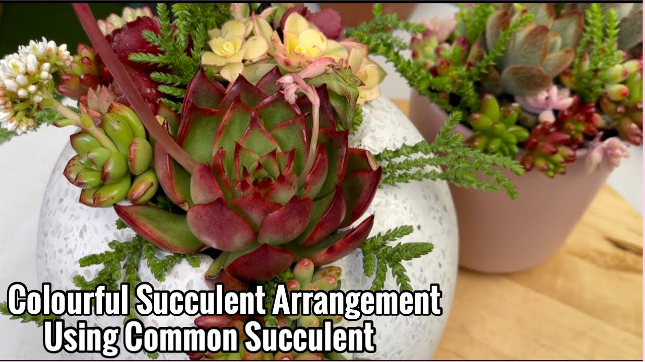 Colourful Succulent arrangement Using Common Succulent in a round Pot ...