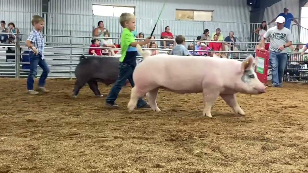 Calvin’s peewee pig - YouTube