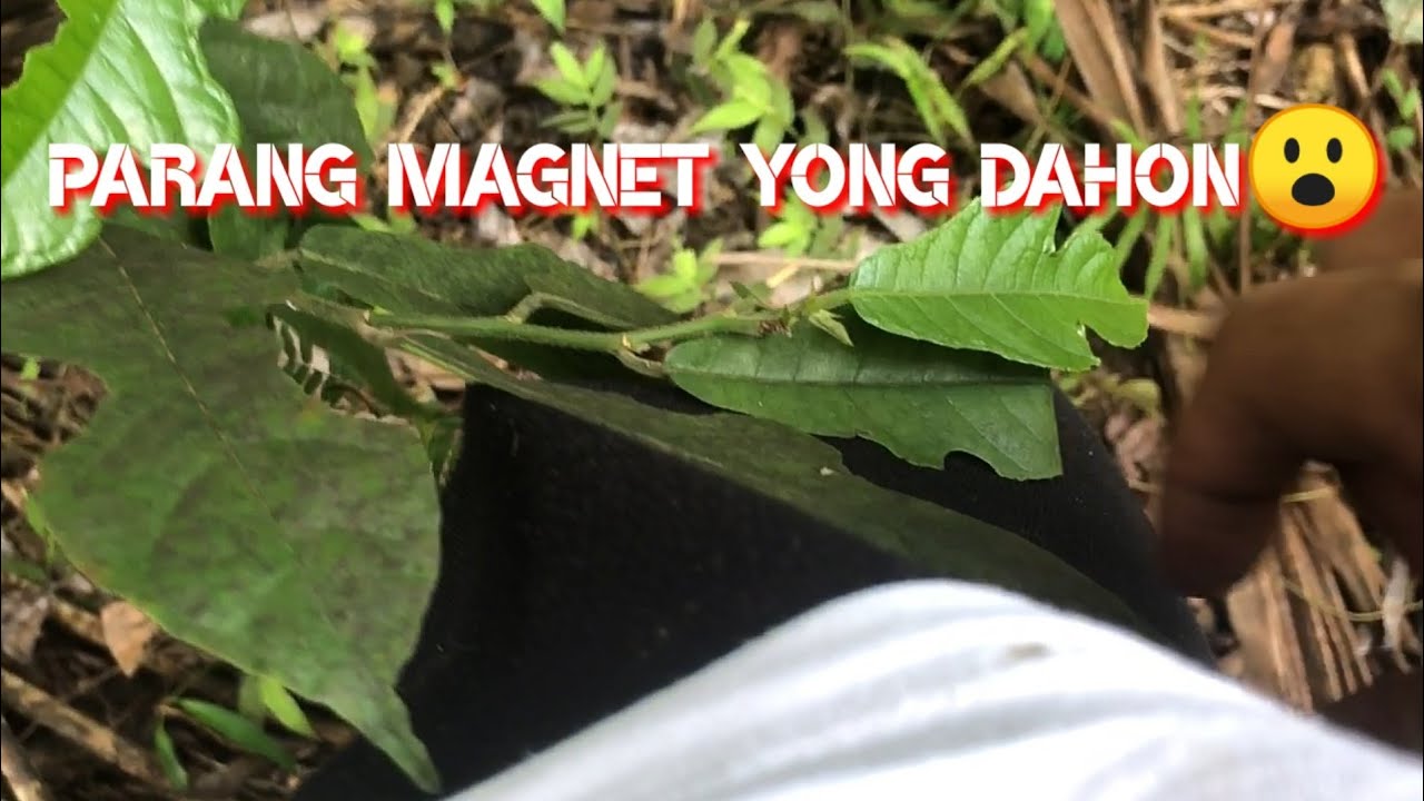 DAHON! DUMIKIT SA AKING PANTALON😮 /BABA AKYAT SA BUNDOK, SA TABI NG ...