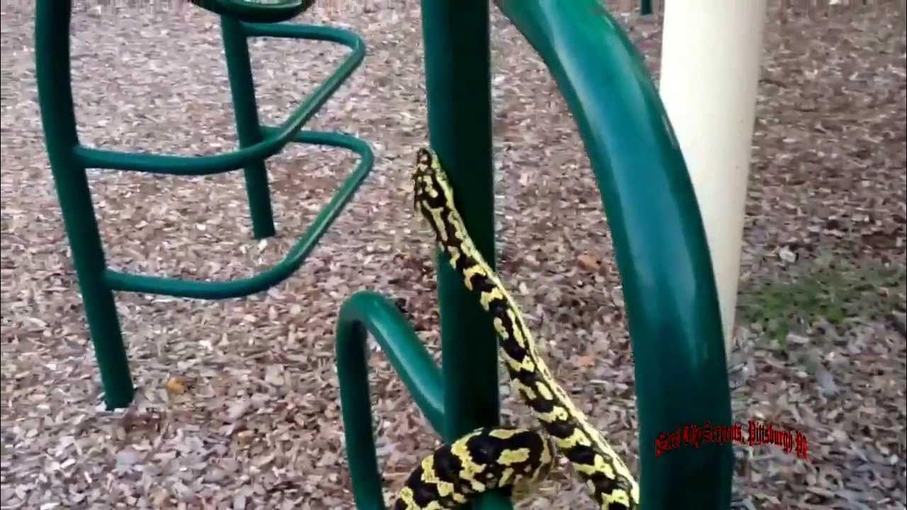 Delia, my jungle carpet python, at the park. - YouTube