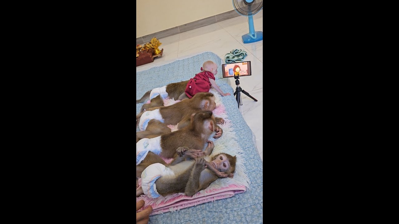 Adorable Diaper Wearing Well Behaved Monkeys Line Up So Cute Overload ...