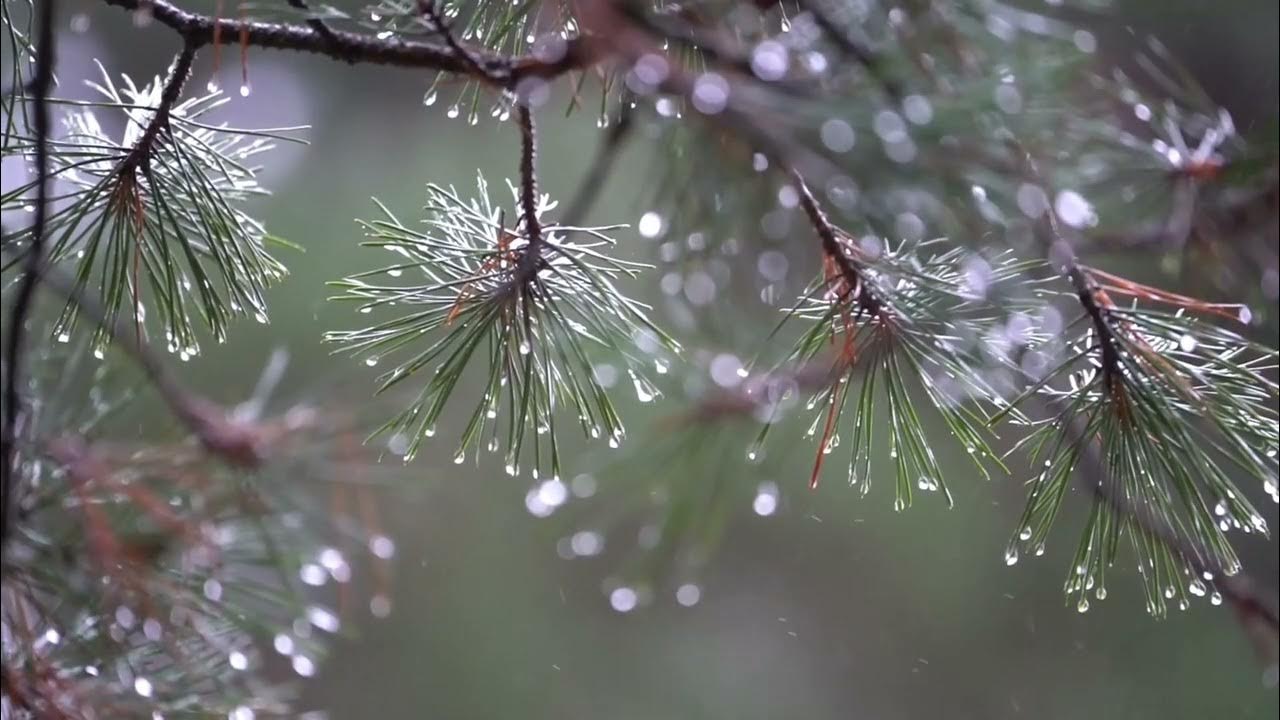 Осенний дождик - YouTube